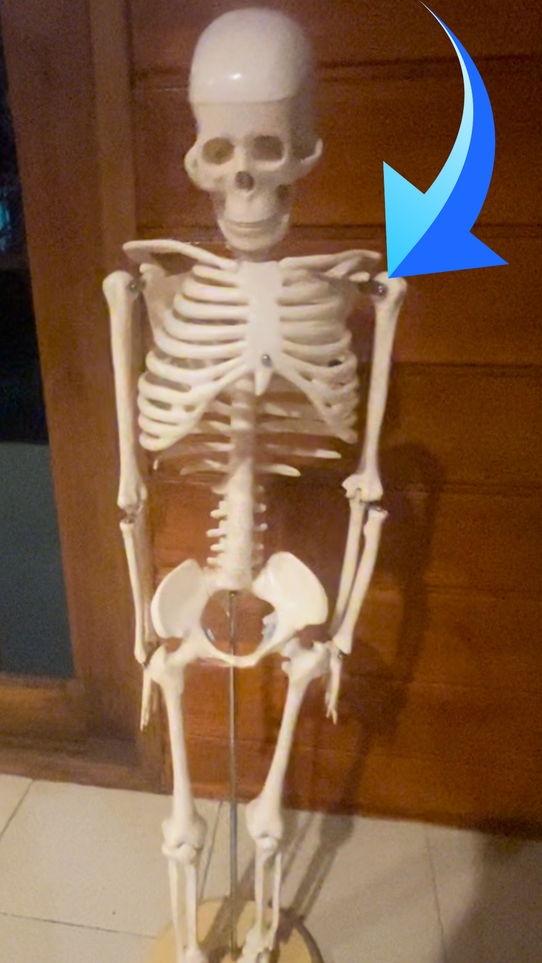 Watch breesky Scientific Human Skeleton Model for Anatomy, 33.4 ...