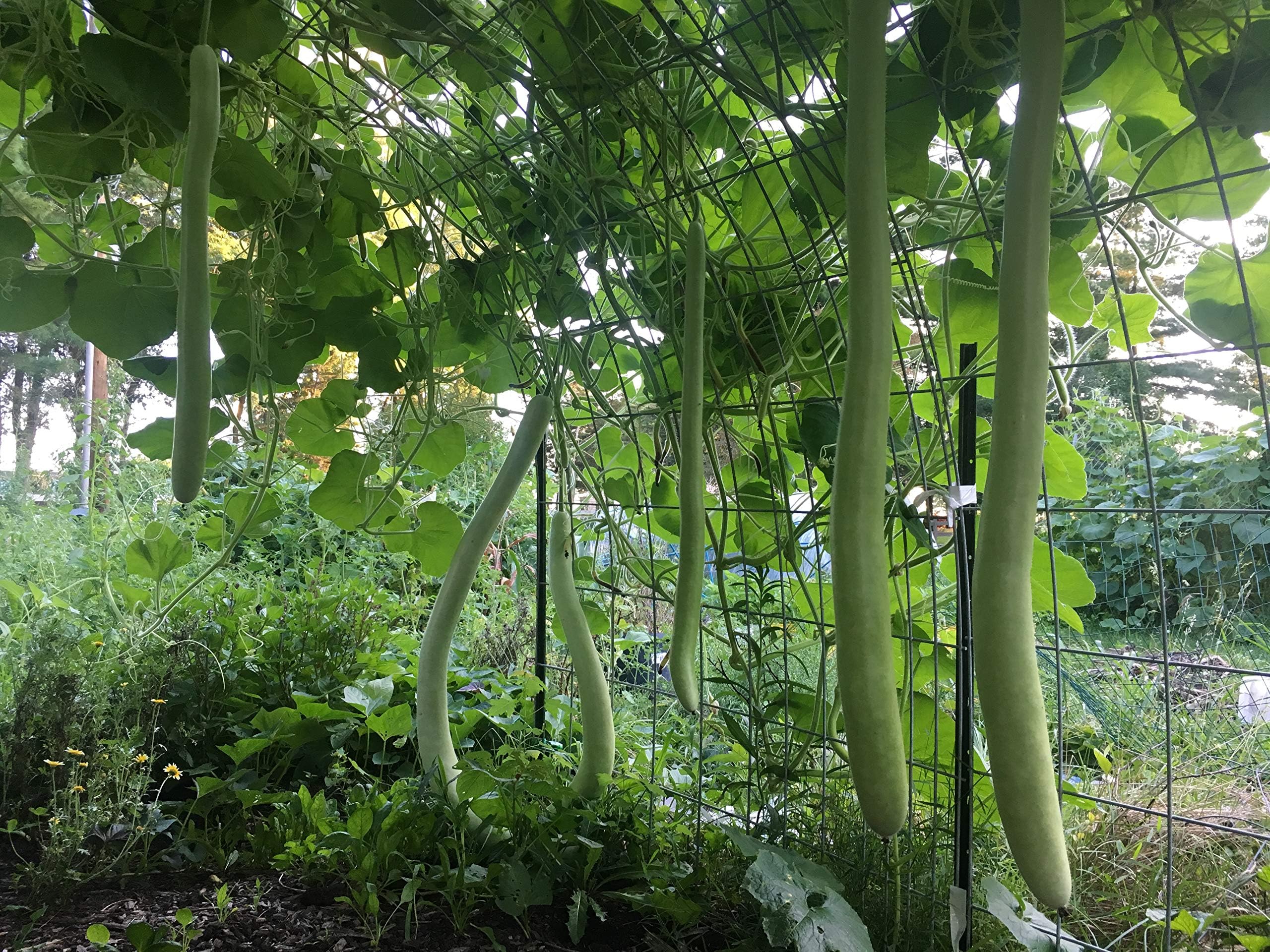 Amazon.com : Cucuzzi (Italian Edible) Gourd Seed, Much Like Summer ...