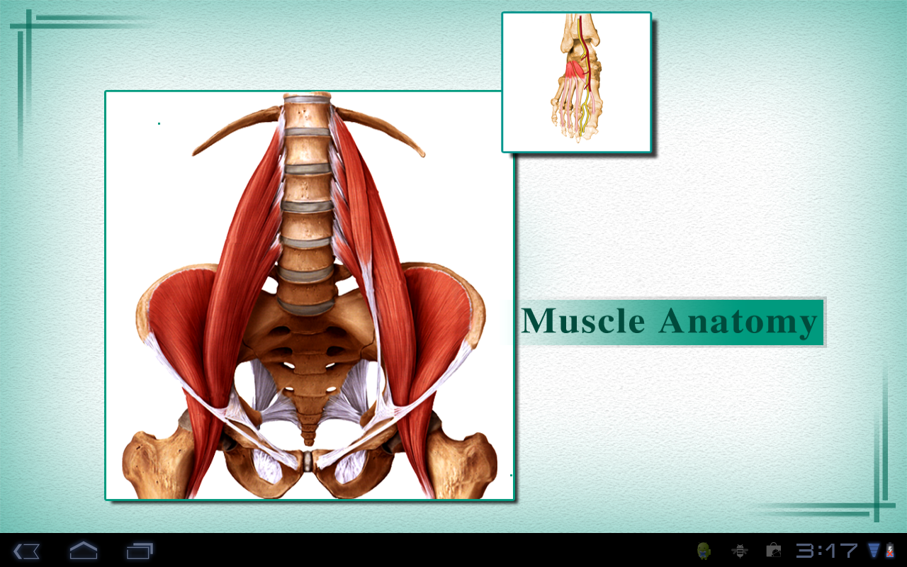 Muscles: Quick Reference:Amazon.de:Appstore for Android