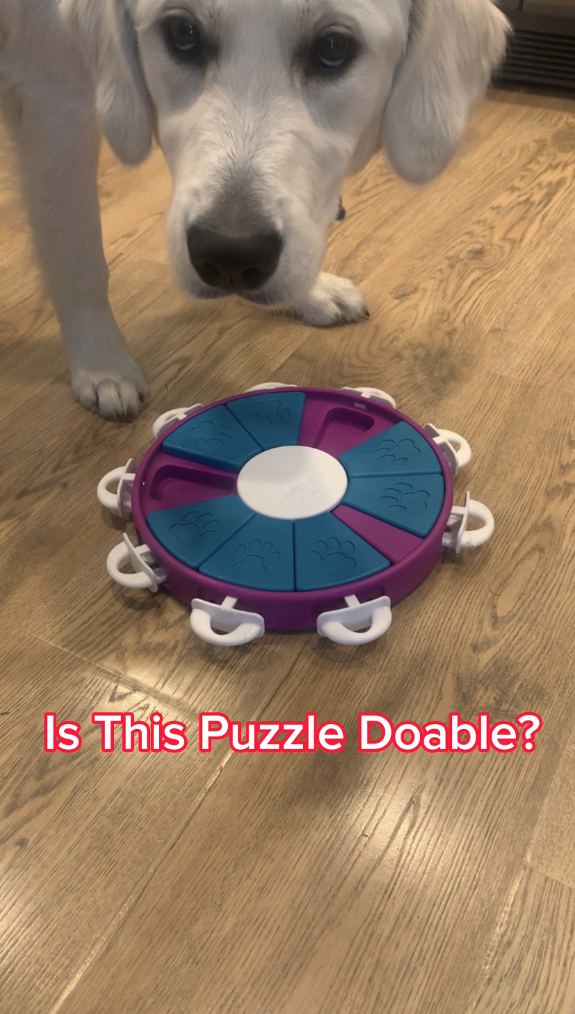 Watch Do You Think Your Dog Can Do This? on Amazon Live