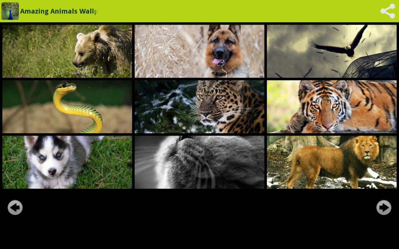Amazing Animals Wallpapers - App on the Amazon Appstore