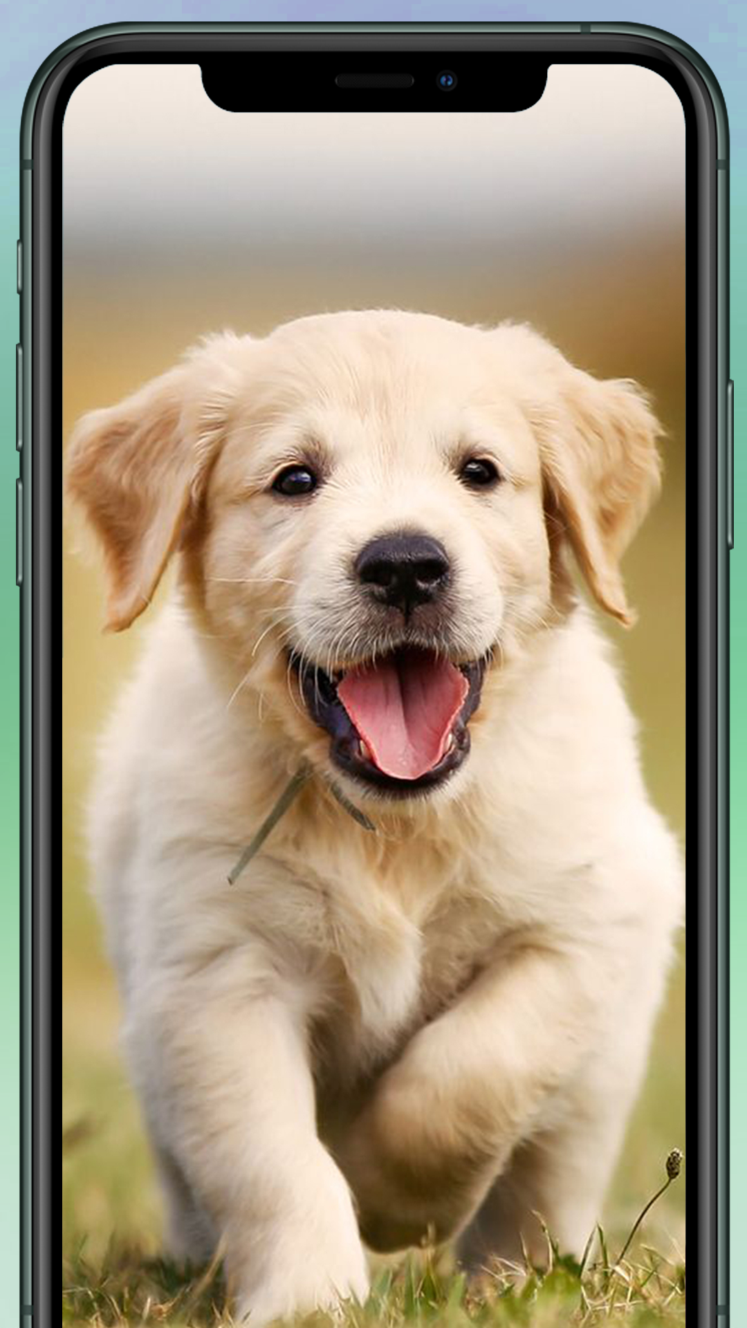 Cute Animals Wallpapers - App on Amazon Appstore