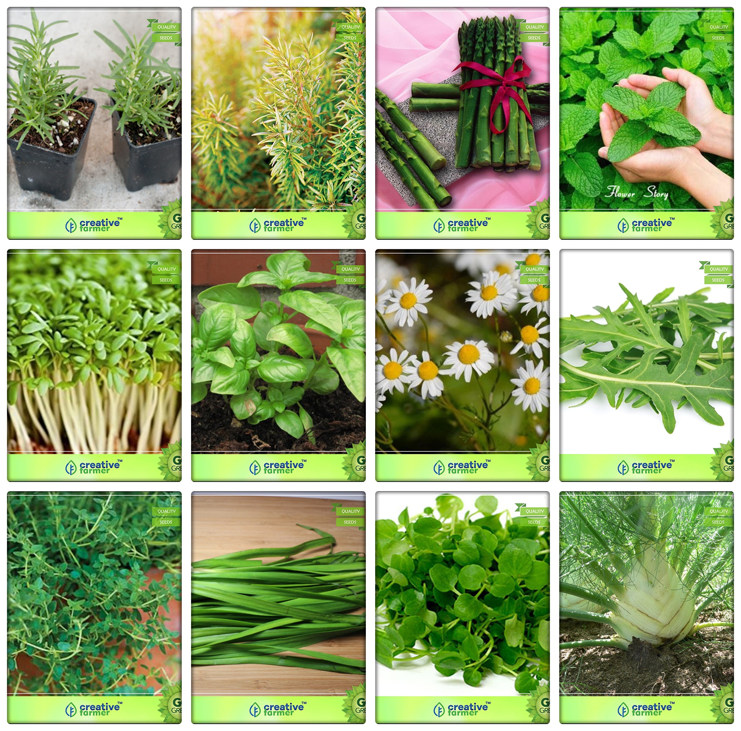 Creative Farmer Herb Combo Terragon, Rosemary, Asparagus, Mint, Cress ...