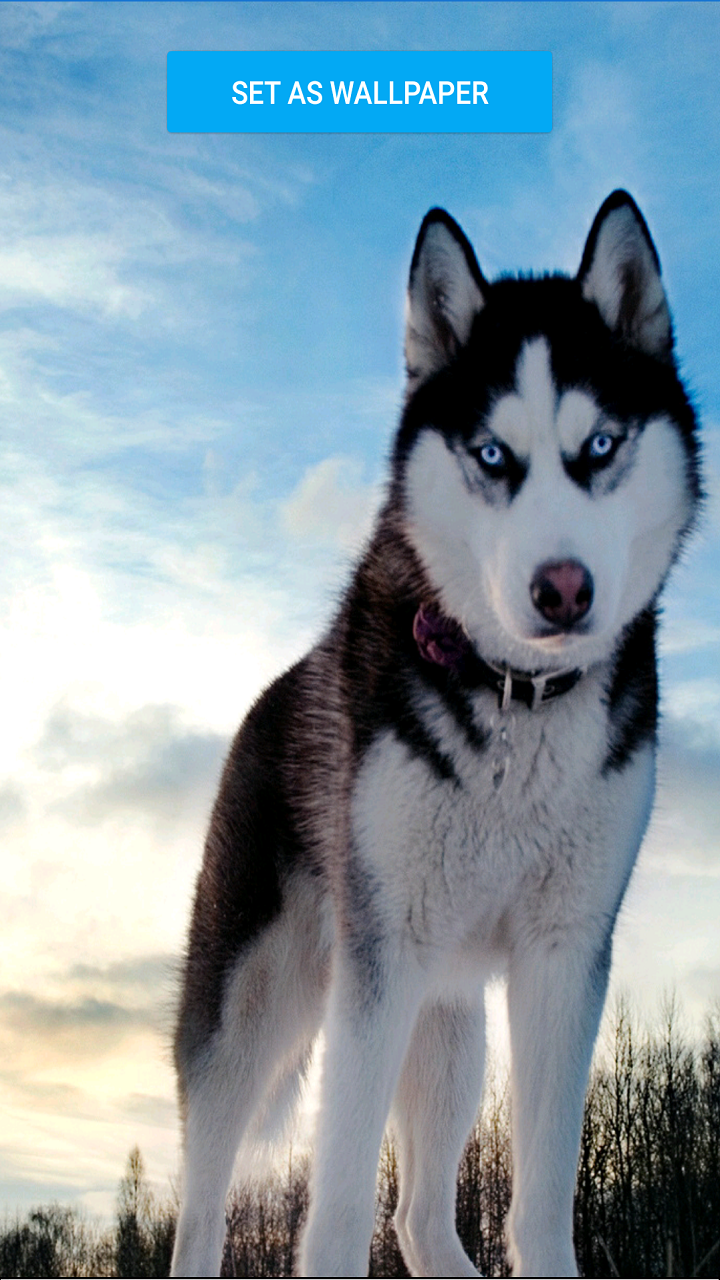 Animals HD Wallpapers - App on Amazon Appstore