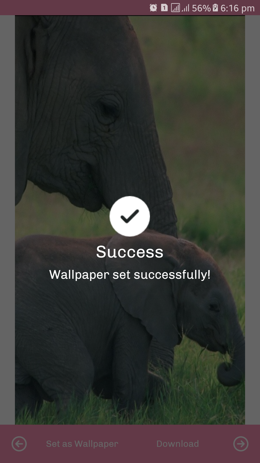 Elephant Wallpapers - App on Amazon Appstore