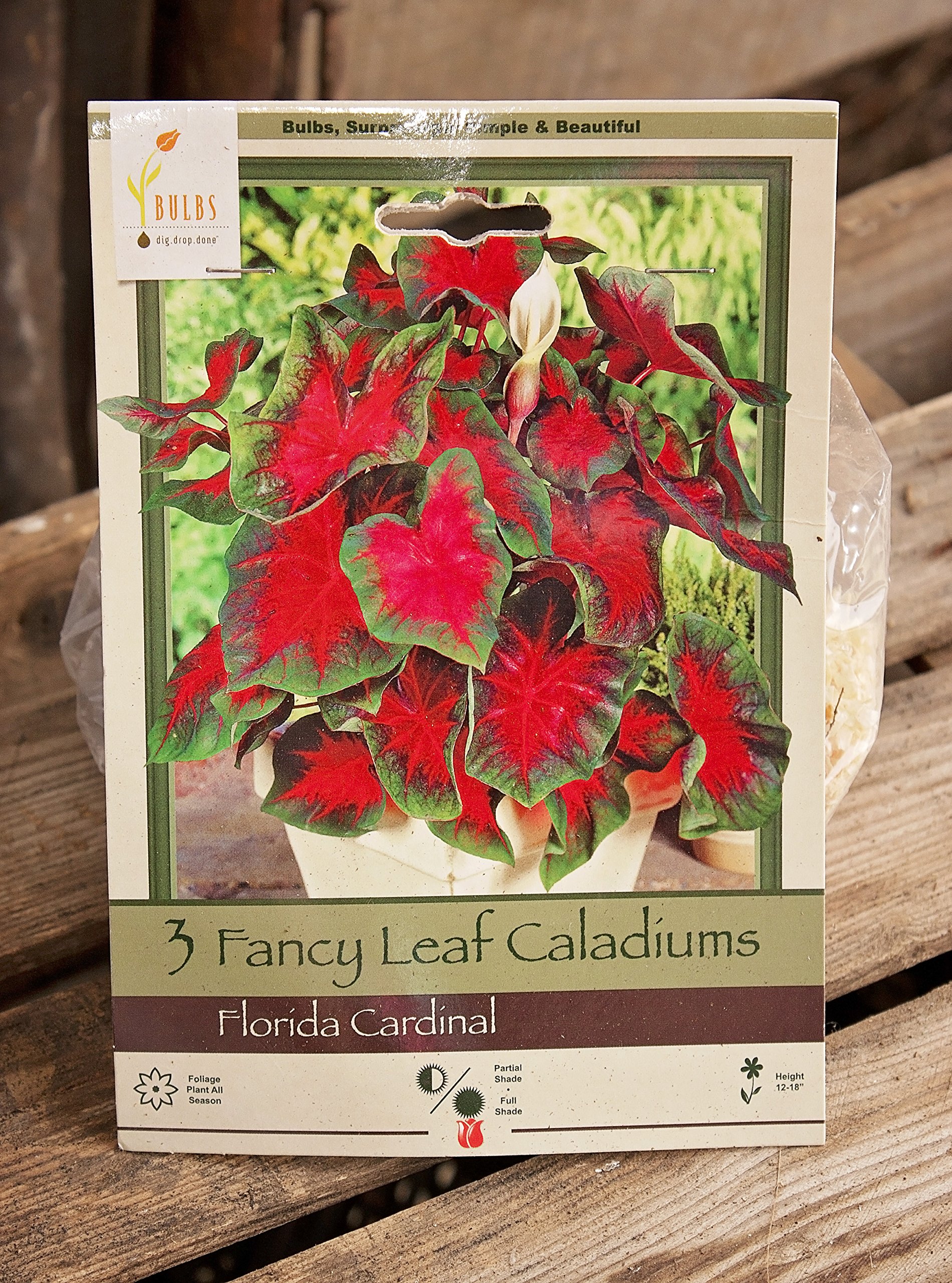 Amazon.com : Florida Cardinal Fancy Leaf Caladiums - 3 bulbs : Patio ...