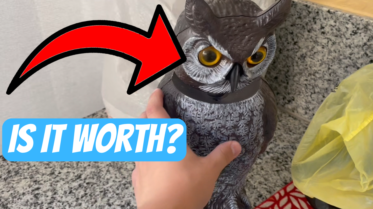 Watch Watch before buying this Fake Owl! on Amazon Live