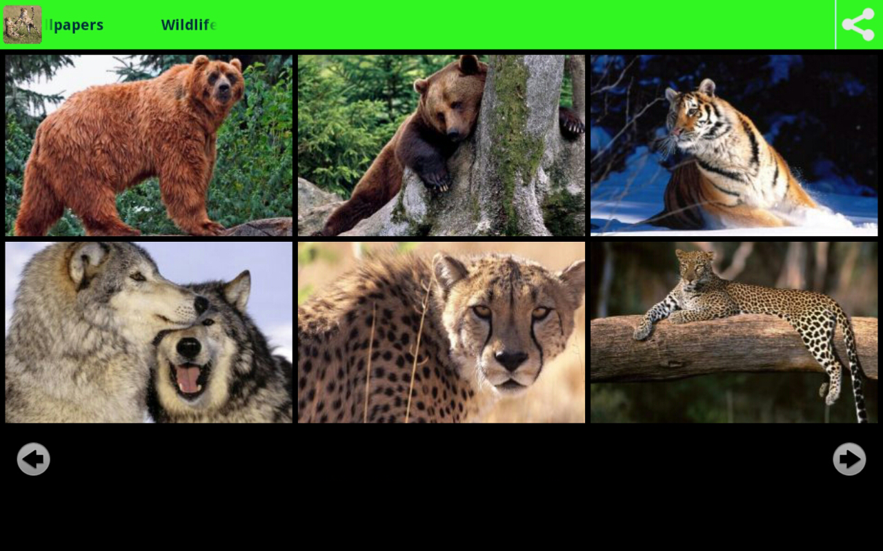 Wildlife Animal Wallpapers - App on Amazon Appstore