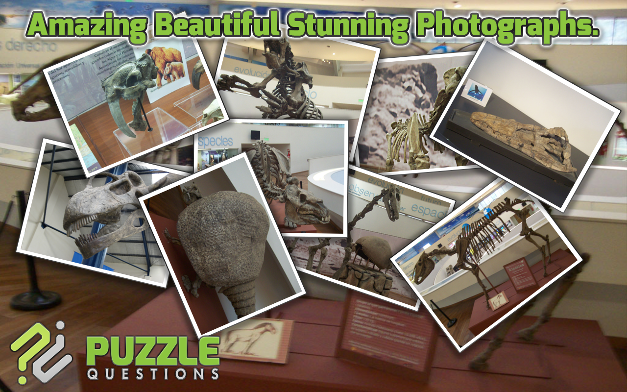 Free Dinosaur Jigsaw Puzzle Games: Fossil - App on the Amazon Appstore