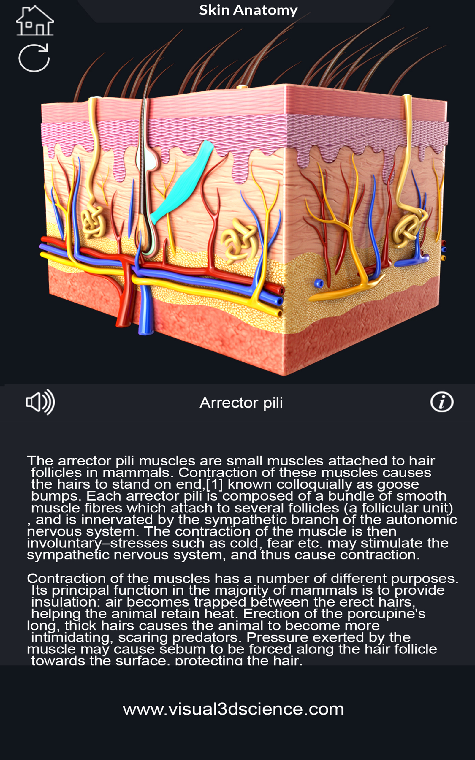 My Skin Anatomy - App on Amazon Appstore