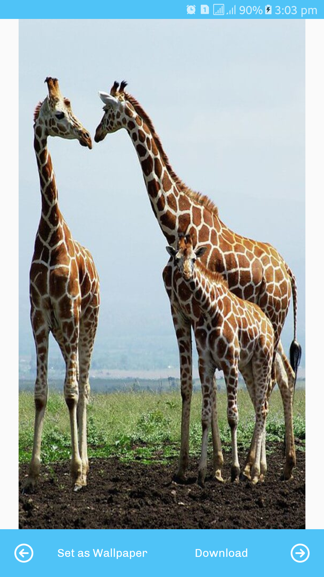 Giraffe Wallpapers - App on Amazon Appstore