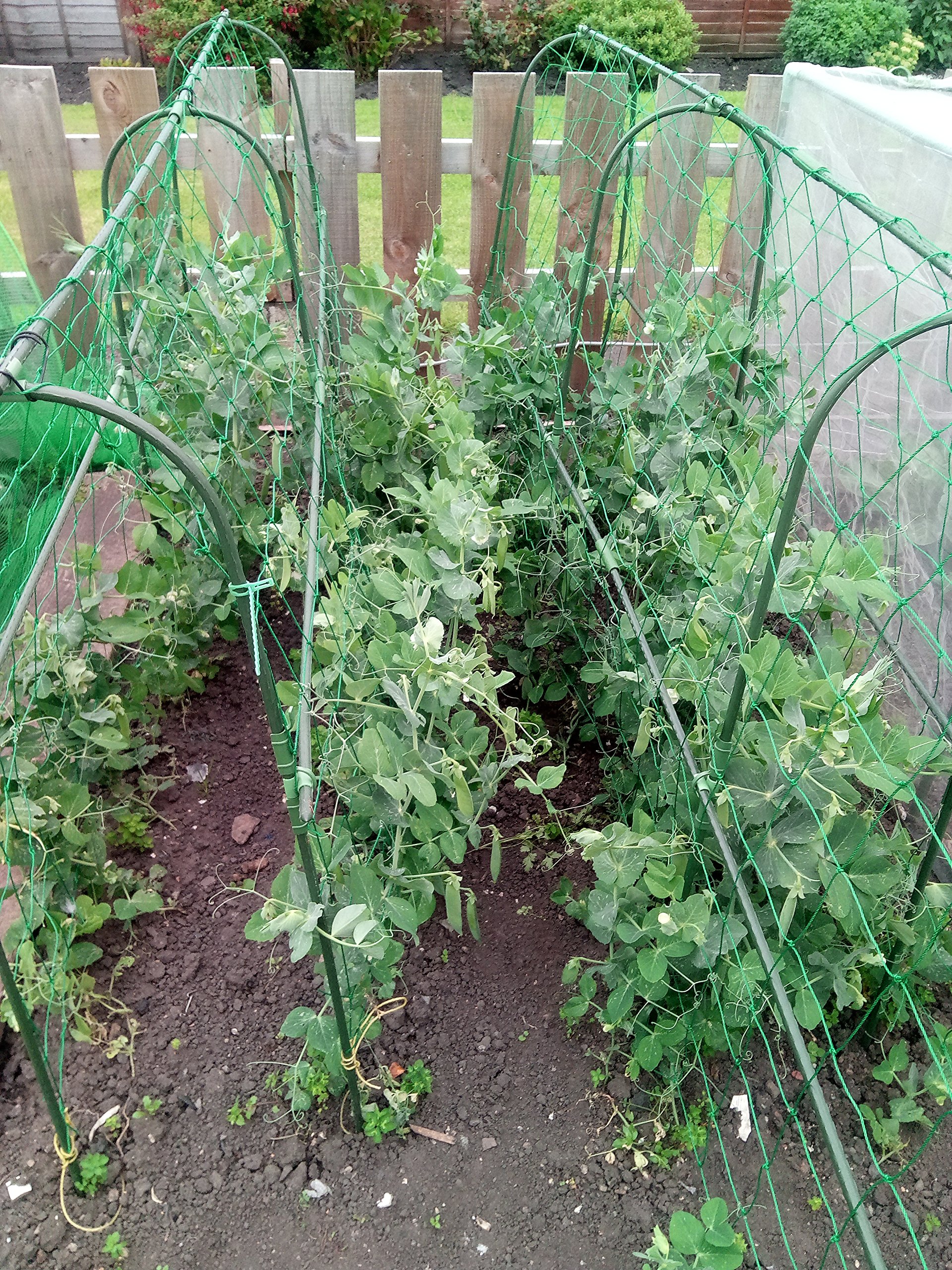 Garden Support For Peas Practical Garden Support Frame Perfect For