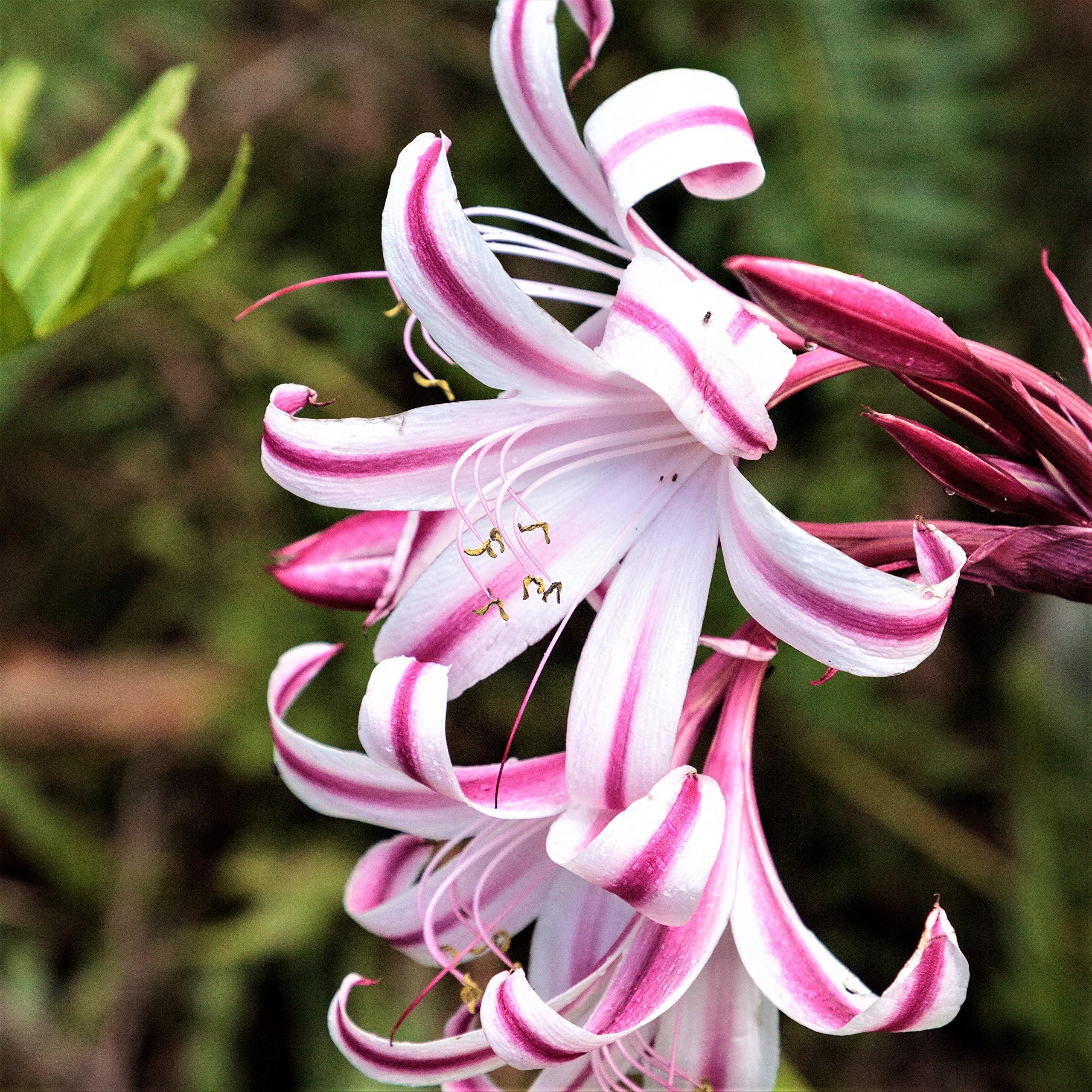 Amazon.com : White Spider Crinum Lily Amoenum - Giant Flowering - Live ...