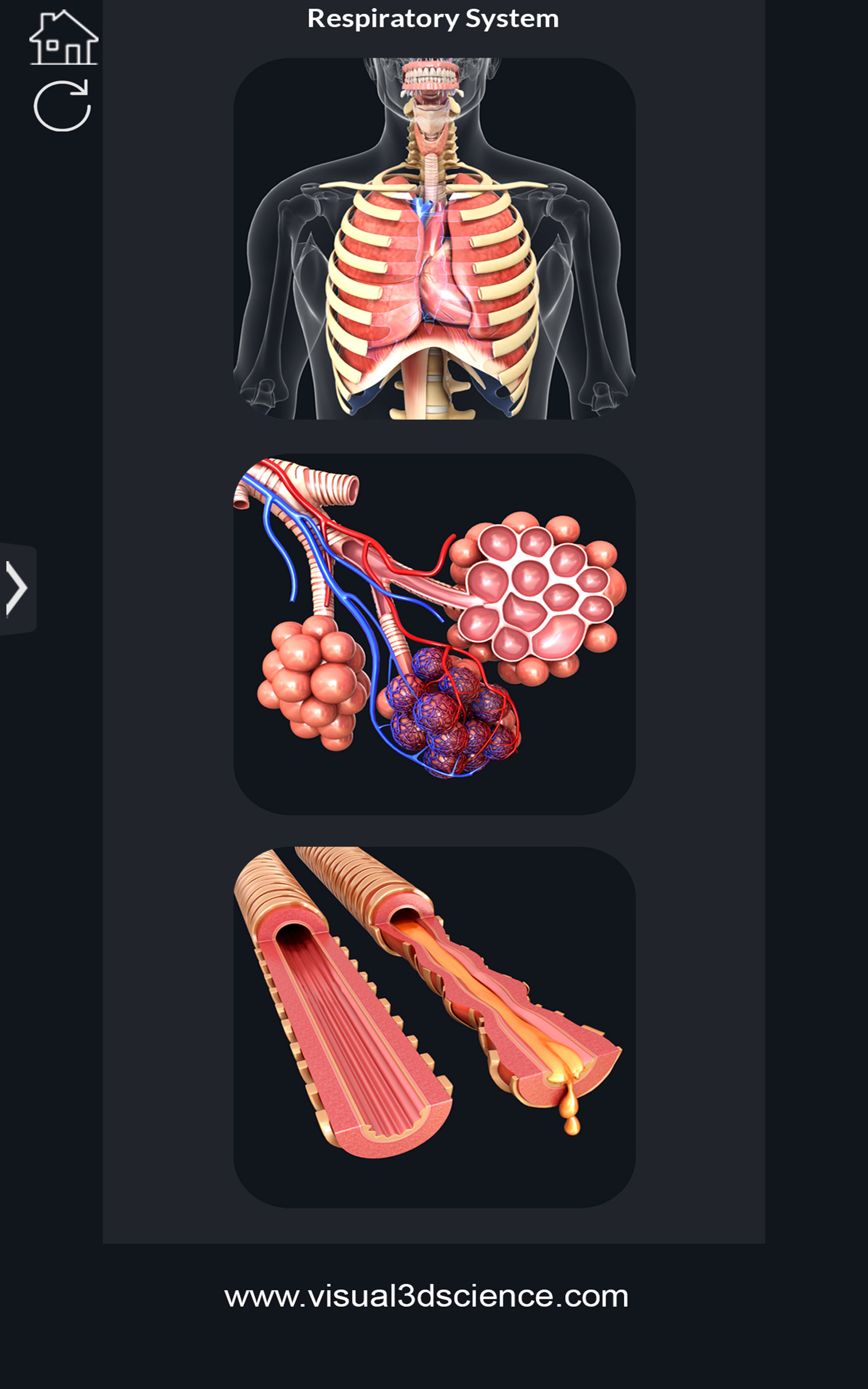 My Respiratory System Anatomy - App on the Amazon Appstore