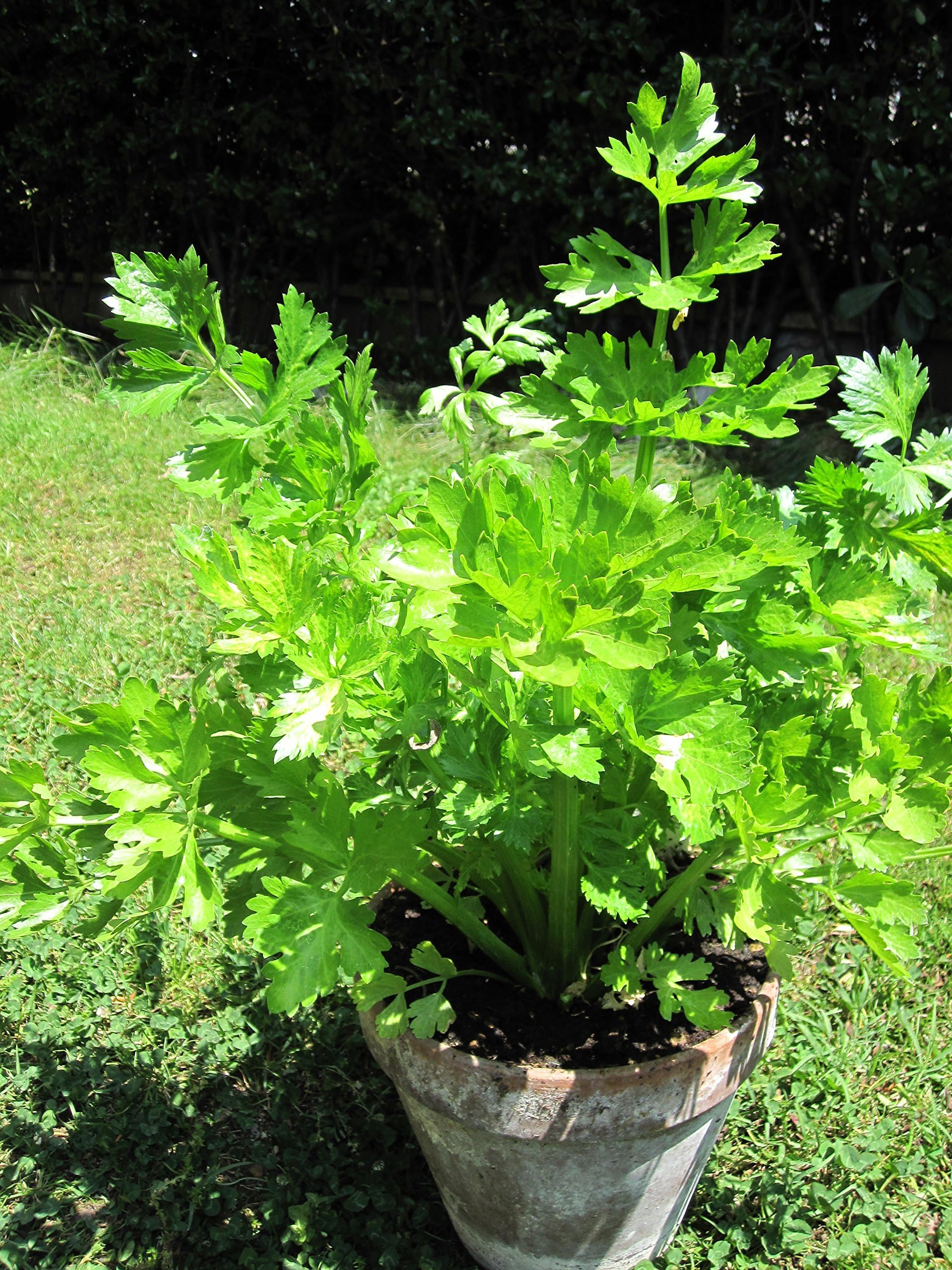 Leaf Celery Utah 6000 Seeds + Freebie + Plant tag, Green : Amazon.co.uk ...