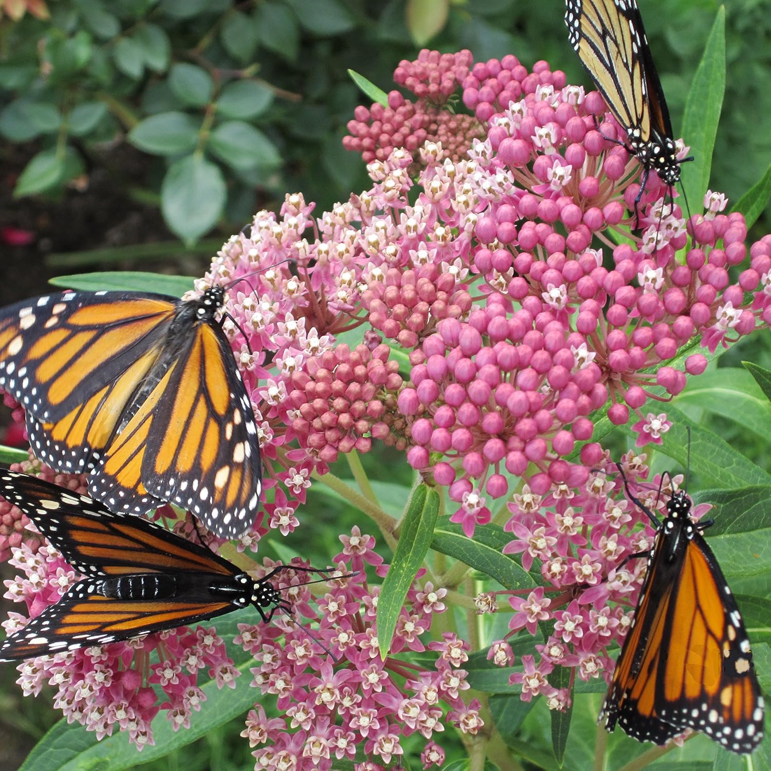 Amazon.com : Swamp Milkweed Seed Balls for Fall Planting (Asclepias ...