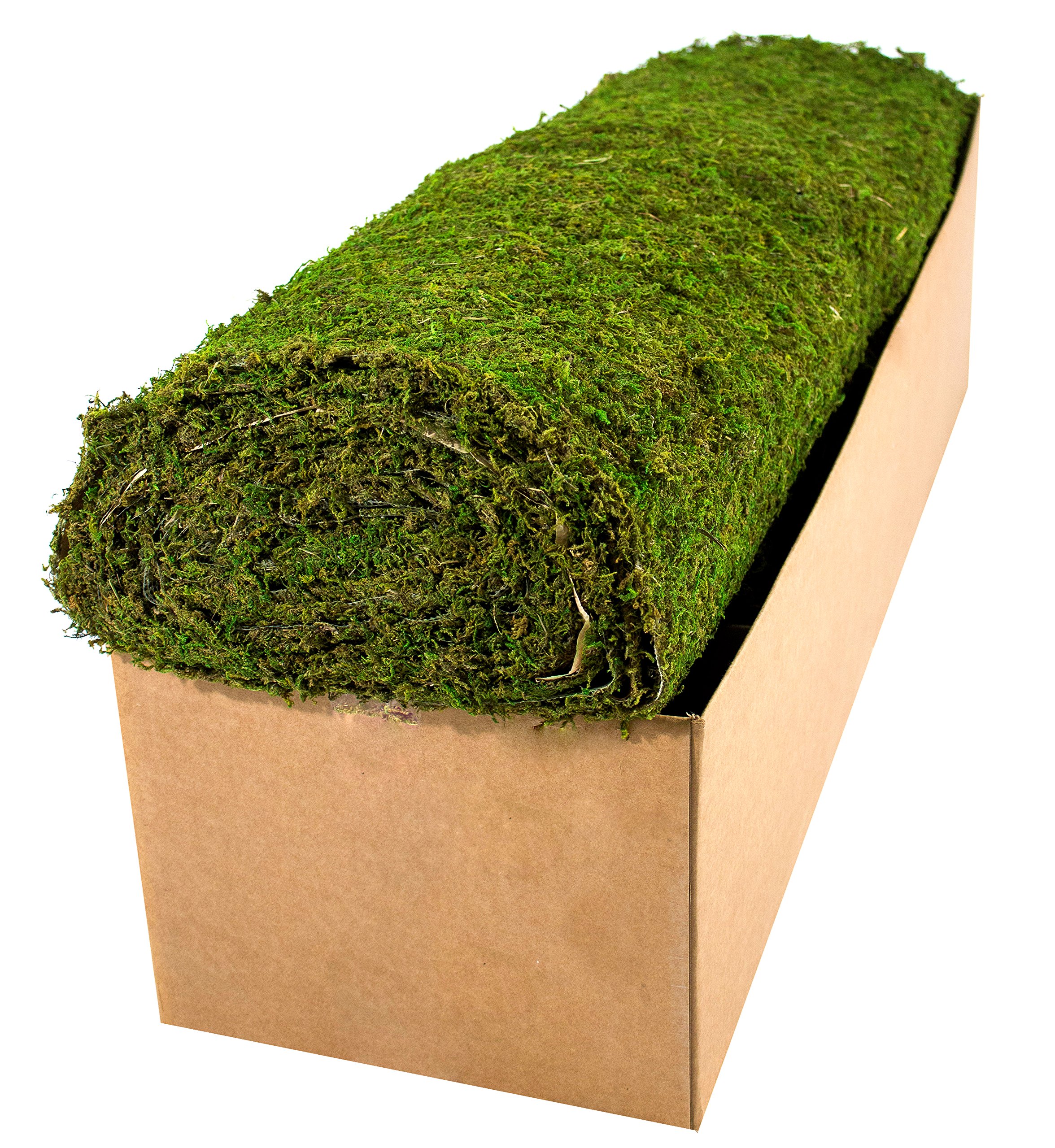 Amazon.com : SuperMoss (22395 Instant Green Mountain Moss Mat, Fresh ...