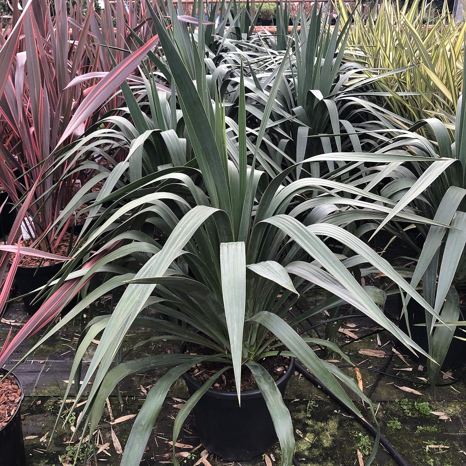 Yucca Gloriosa Hardy Green Yucca Plant. Large Plant 10 Litre Pot ...