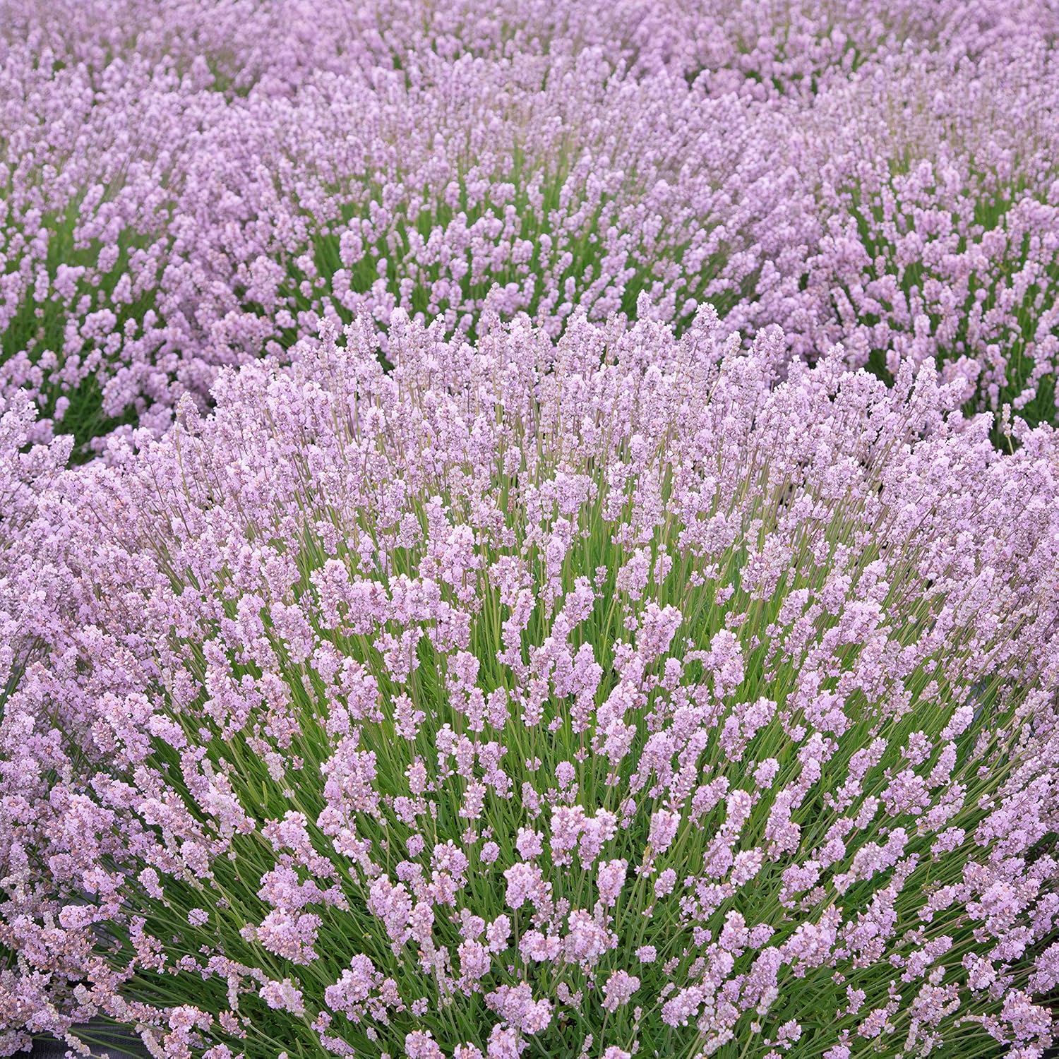 Amazon.com : Outsidepride Rosea Lavender Seeds - 100 Pcs Perennial ...