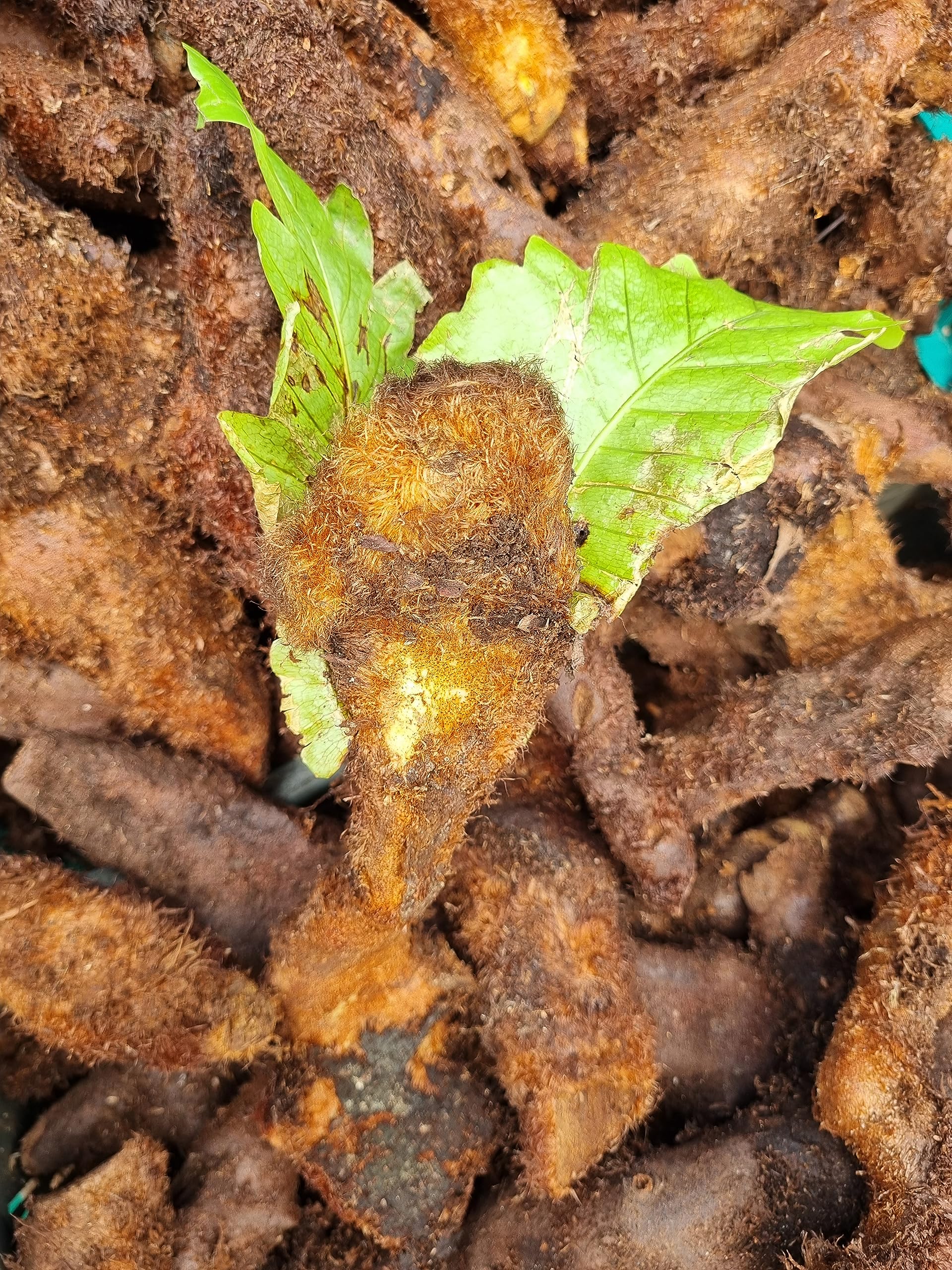 Buy Mudavattukal kilangu(900g) And Mudakathan keerai powder(100g) For ...