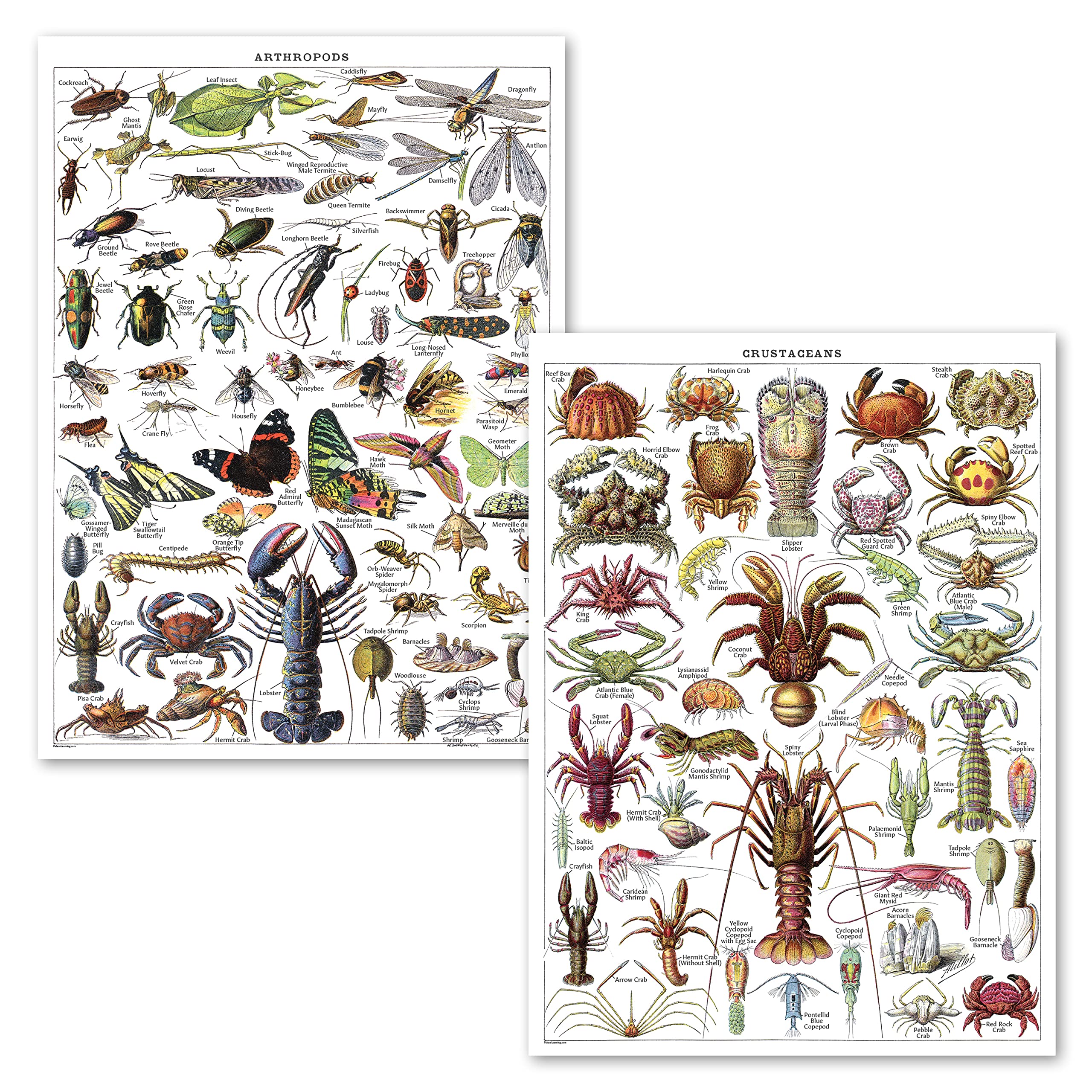 Marine Arthropods