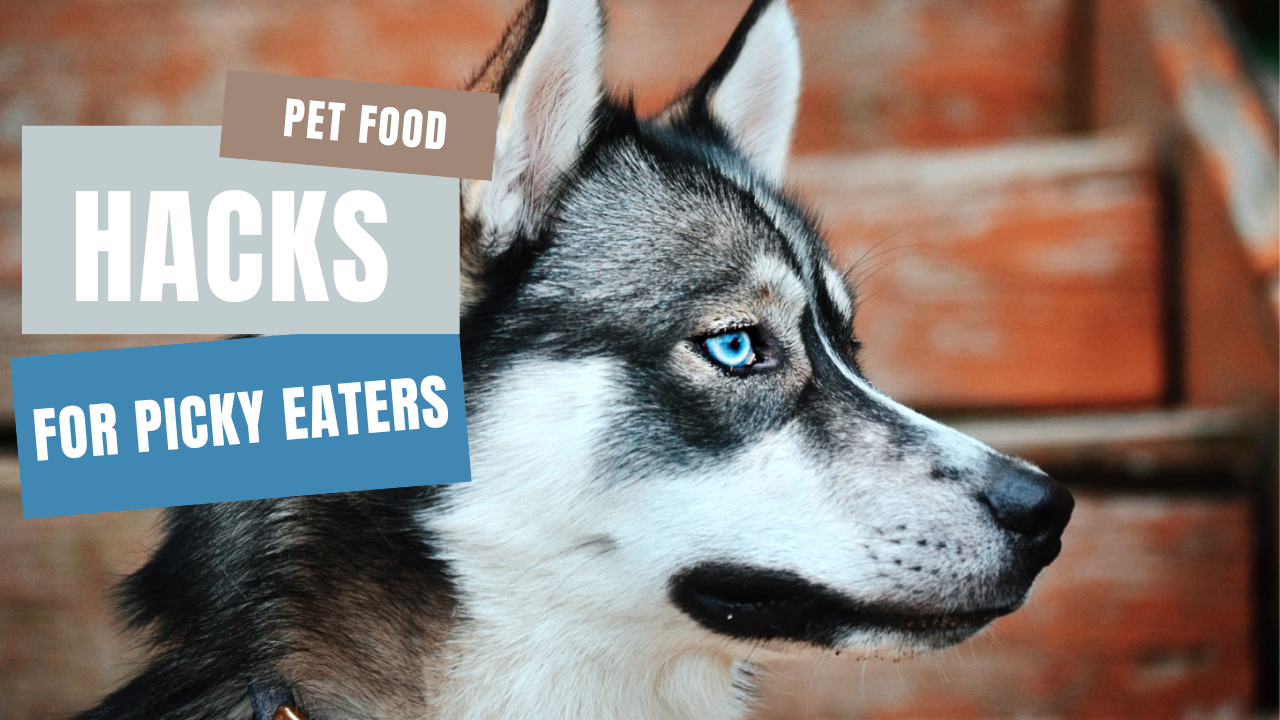 Are Huskies Picky Eatera