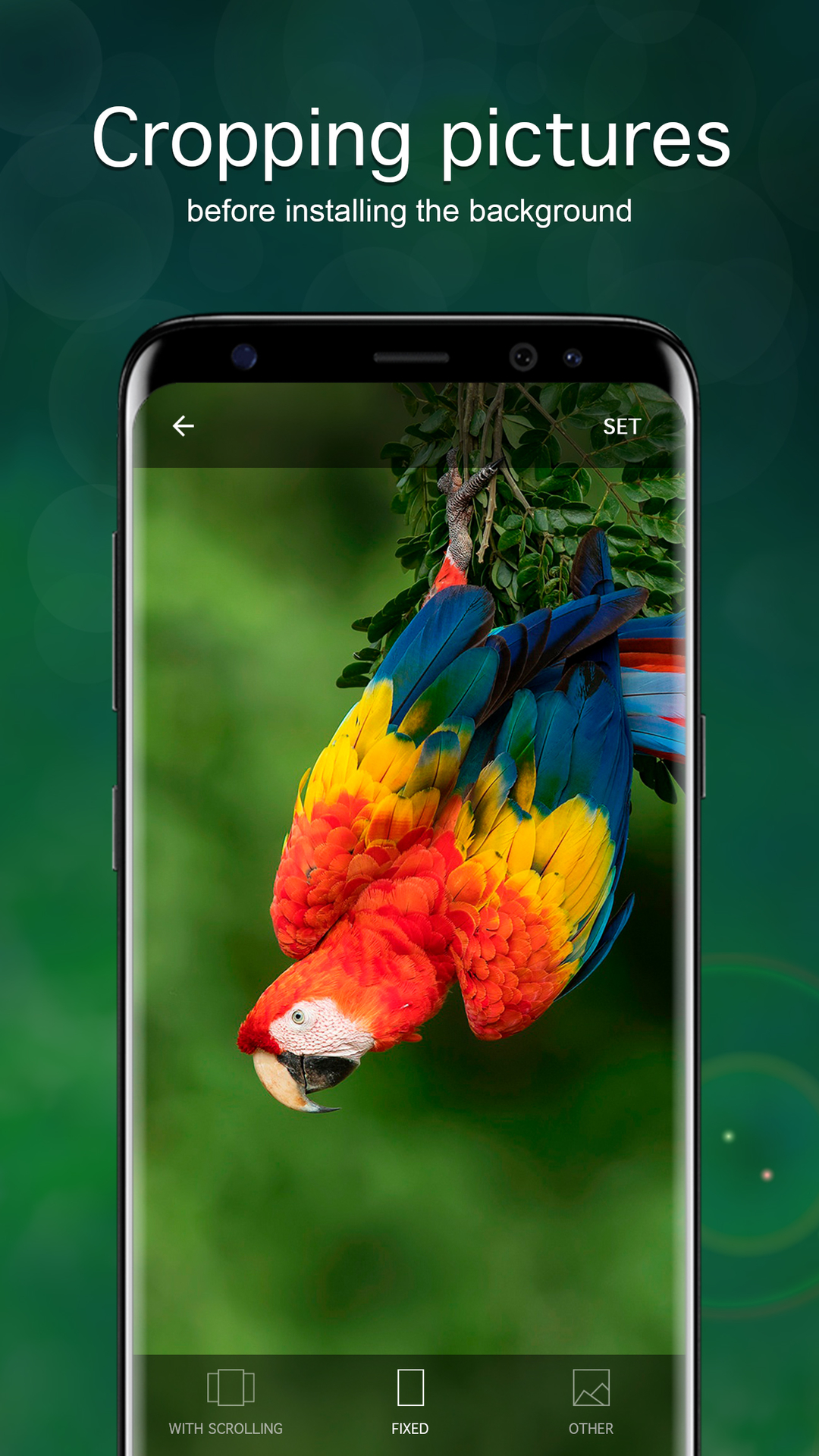 Parrot Wallpapers and Backgrounds apps 4k - App on Amazon Appstore