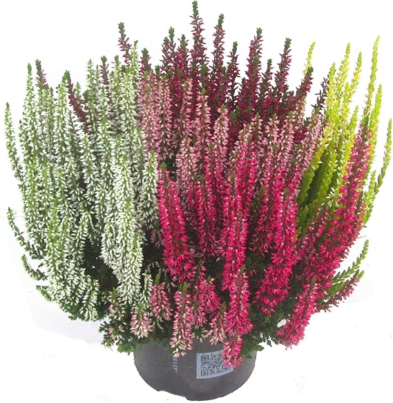 Calluna Beauty Ladies Winterhart