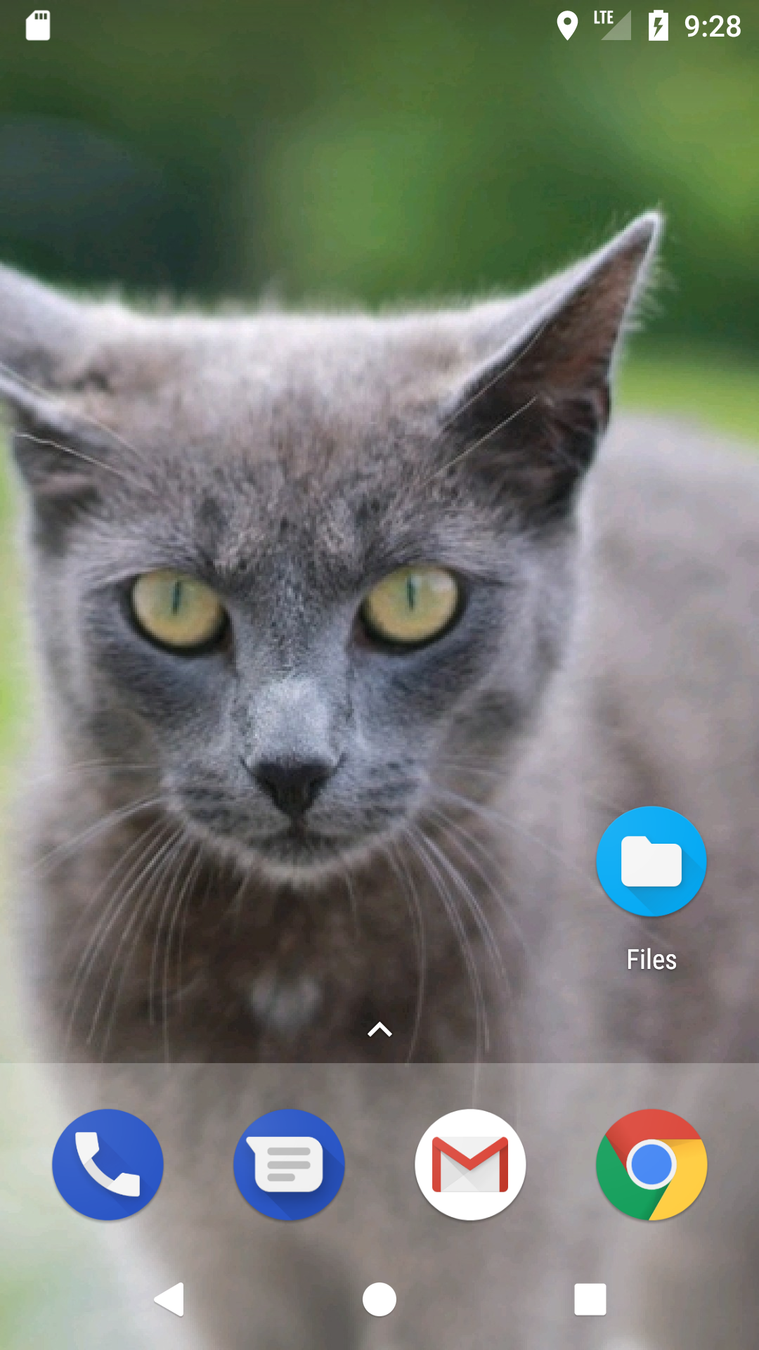 Cat Wallpaper HD - App on Amazon Appstore