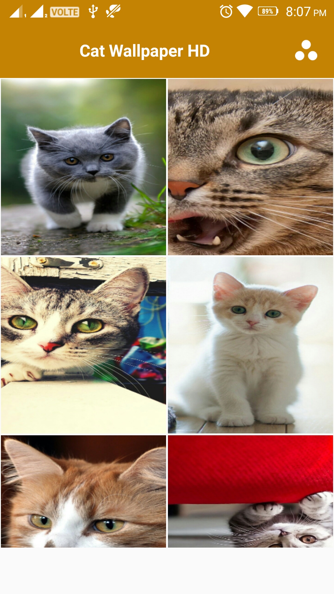 Cat Wallpaper HD - App on Amazon Appstore