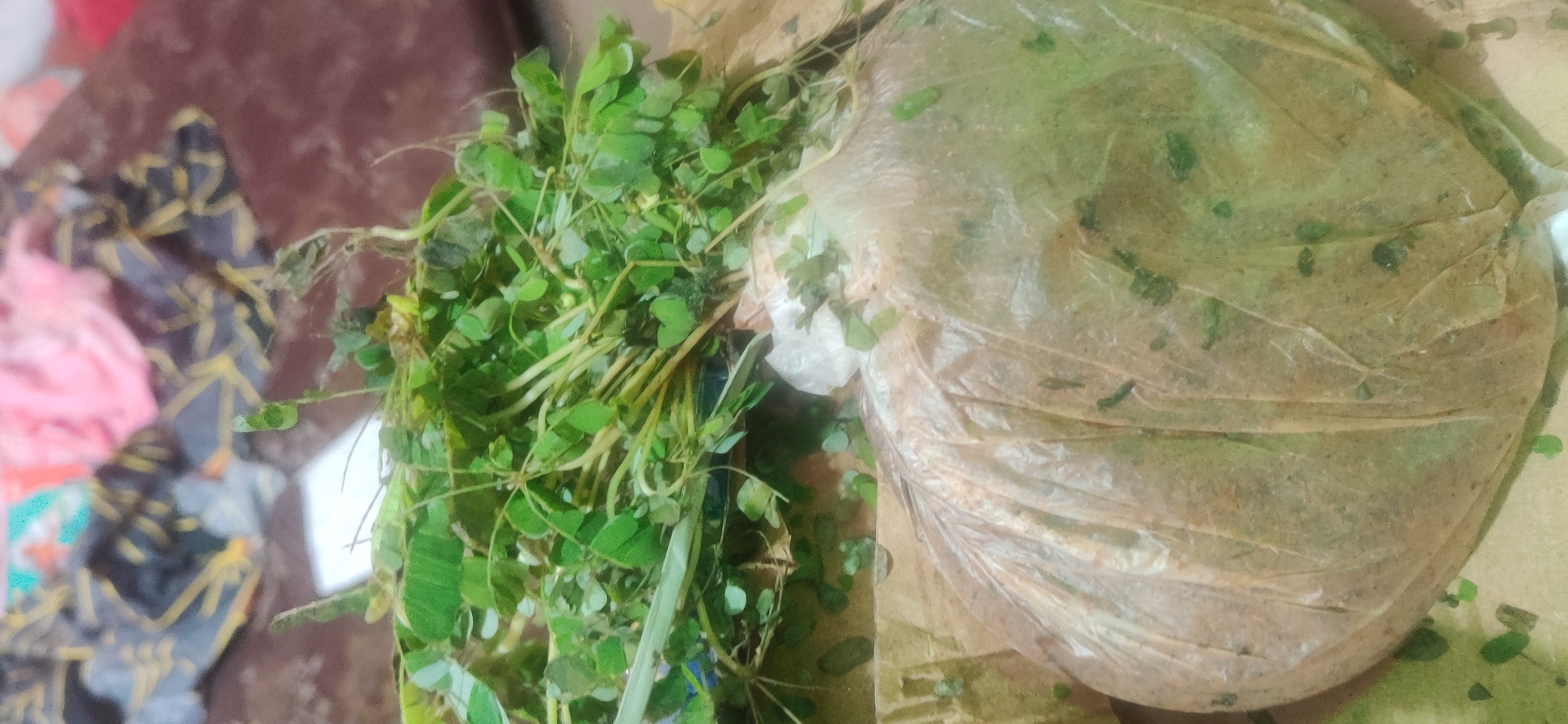 Road Side Picks Bunch of 50+ Biophytum sensitivum (Mukkutti) Plants ...