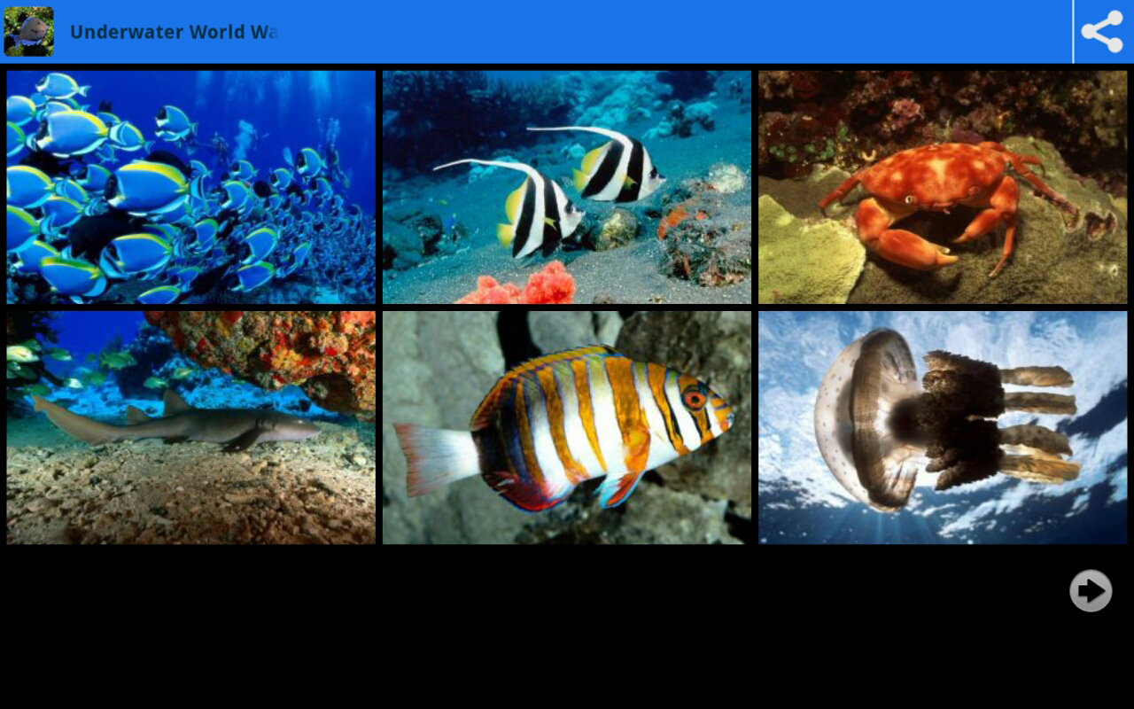 Underwater World Wallpapers - App on Amazon Appstore