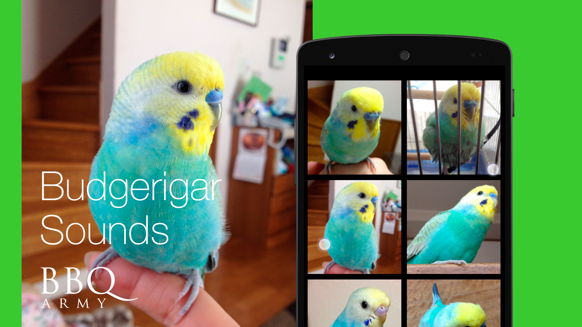 Budgerigar Sounds for Parakeet - App on Amazon Appstore