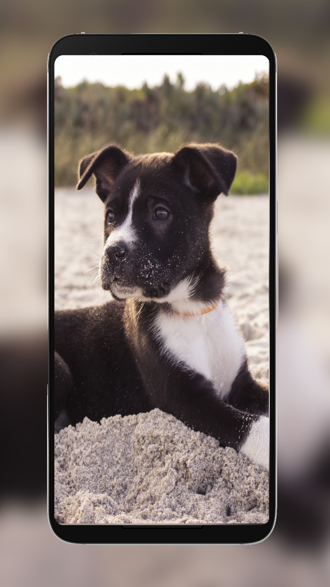 Dogs wallpapers:Amazon.co.jp:Appstore for Android