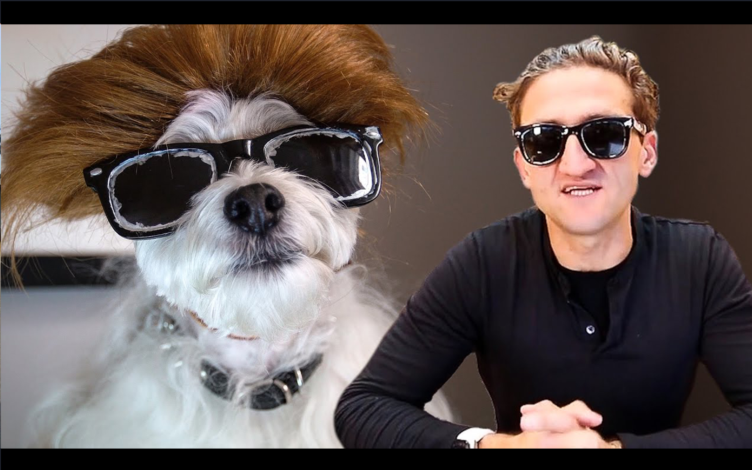 AFV Animals-Animal & Pet Video - App on Amazon Appstore