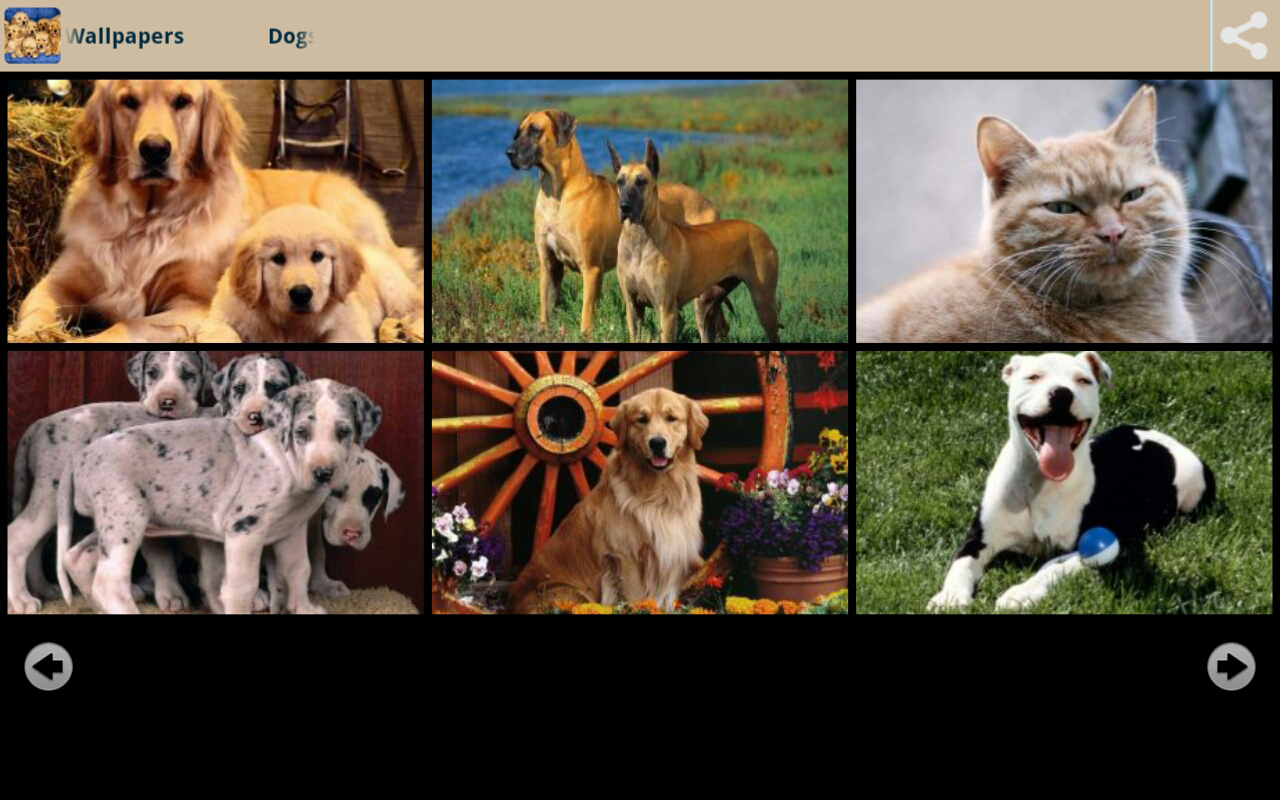 Dogs and Cats Wallpapers - App on Amazon Appstore