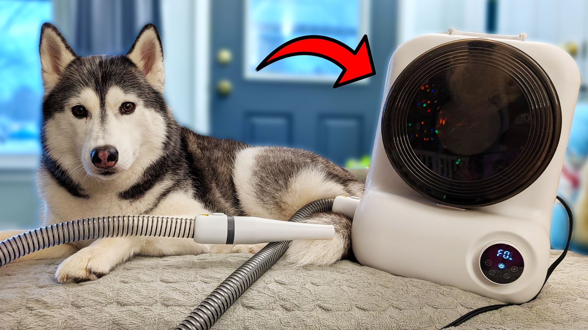 Watch Perfect Grooming Tool? Dog Grooming Vacuum Put to the Test on ...