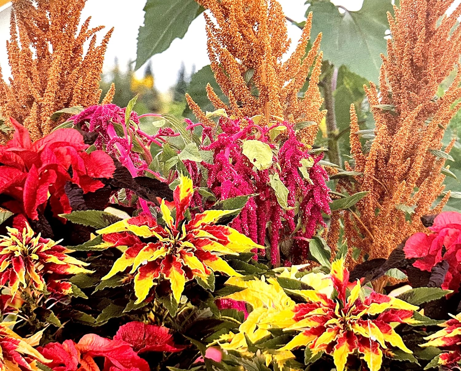 Amaranthus Mixed Varieties 100 Seeds : Amazon.co.uk: Garden