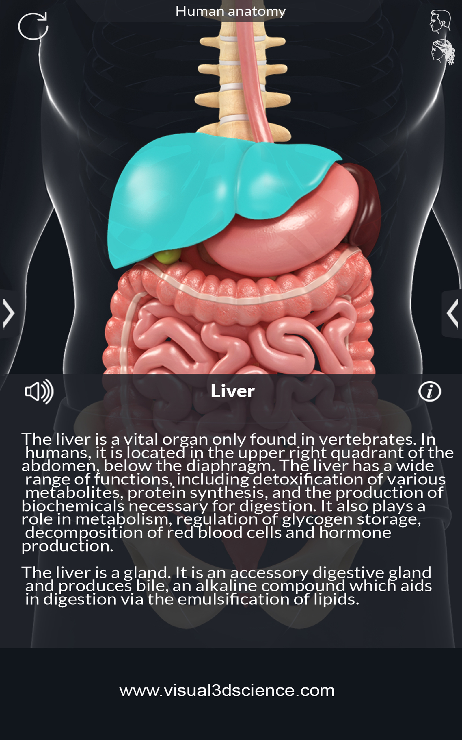 My Organs Anatomy:Amazon.de:Appstore for Android