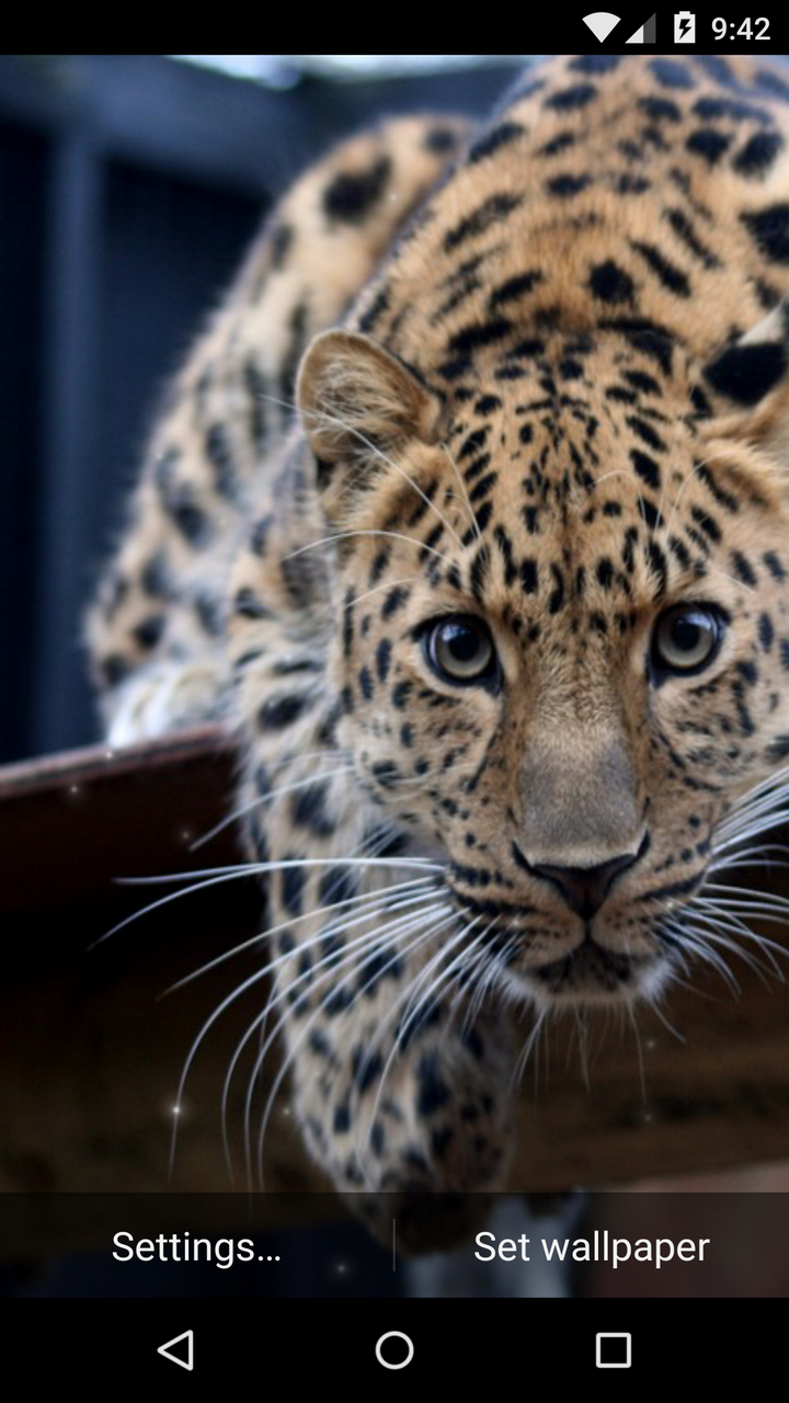 Leopard Live Wallpaper HD - App on Amazon Appstore