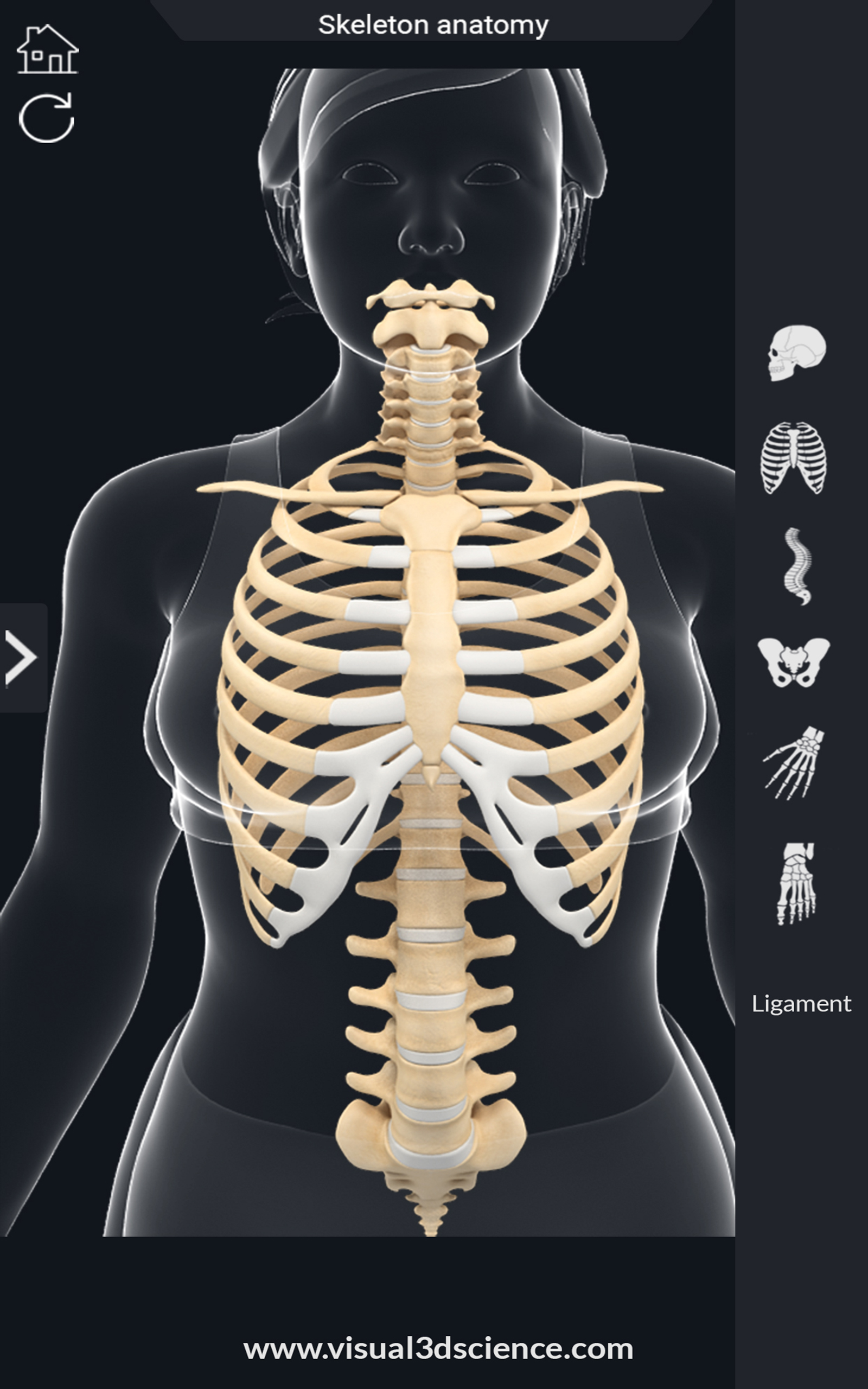 My Skeleton Anatomy - App on Amazon Appstore