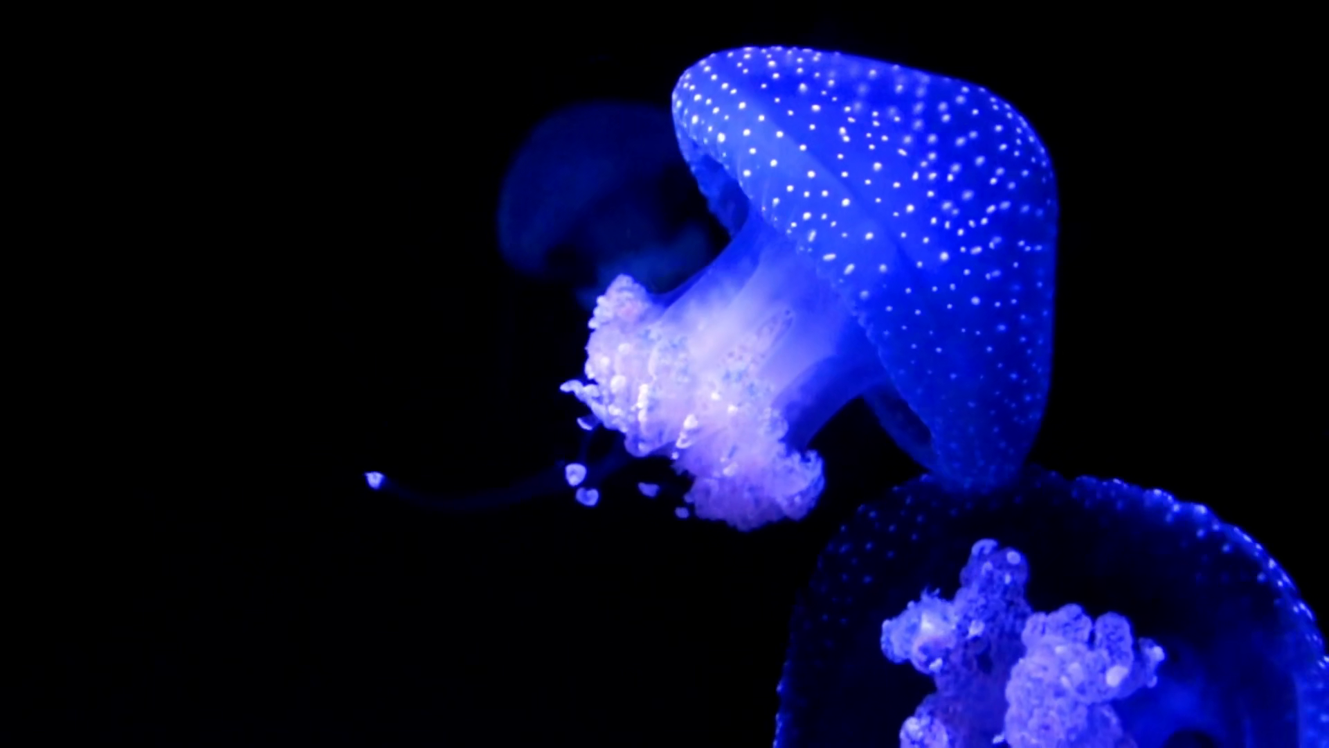 Aquarium Screensaver, Aquarium Deep Sea Odyssey : Ultra HD Aquarium ...