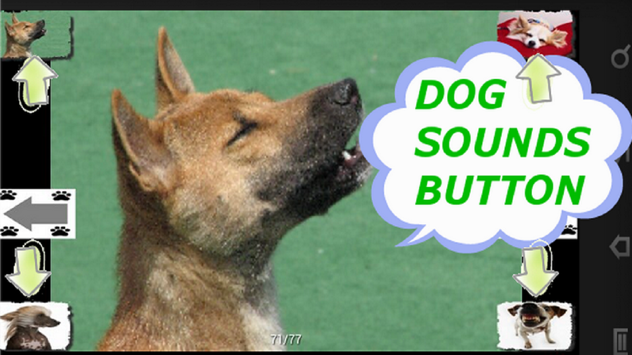 Dog Photo Sound Collection - App on the Amazon Appstore