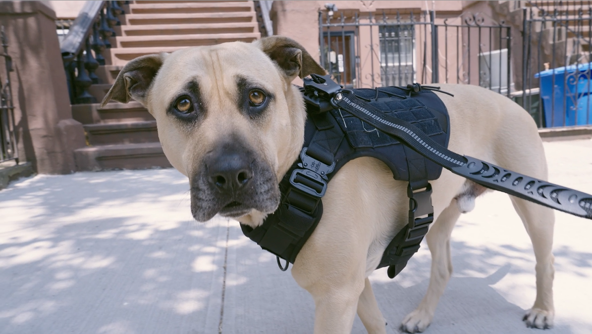 Watch Dog Leash Heavy Duty on Amazon Live
