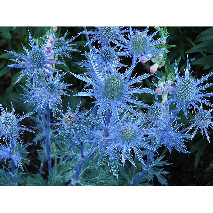 Buy P032SX01. Eryngium alpinum Alpine Sea Holly - 30 Seeds Online at ...