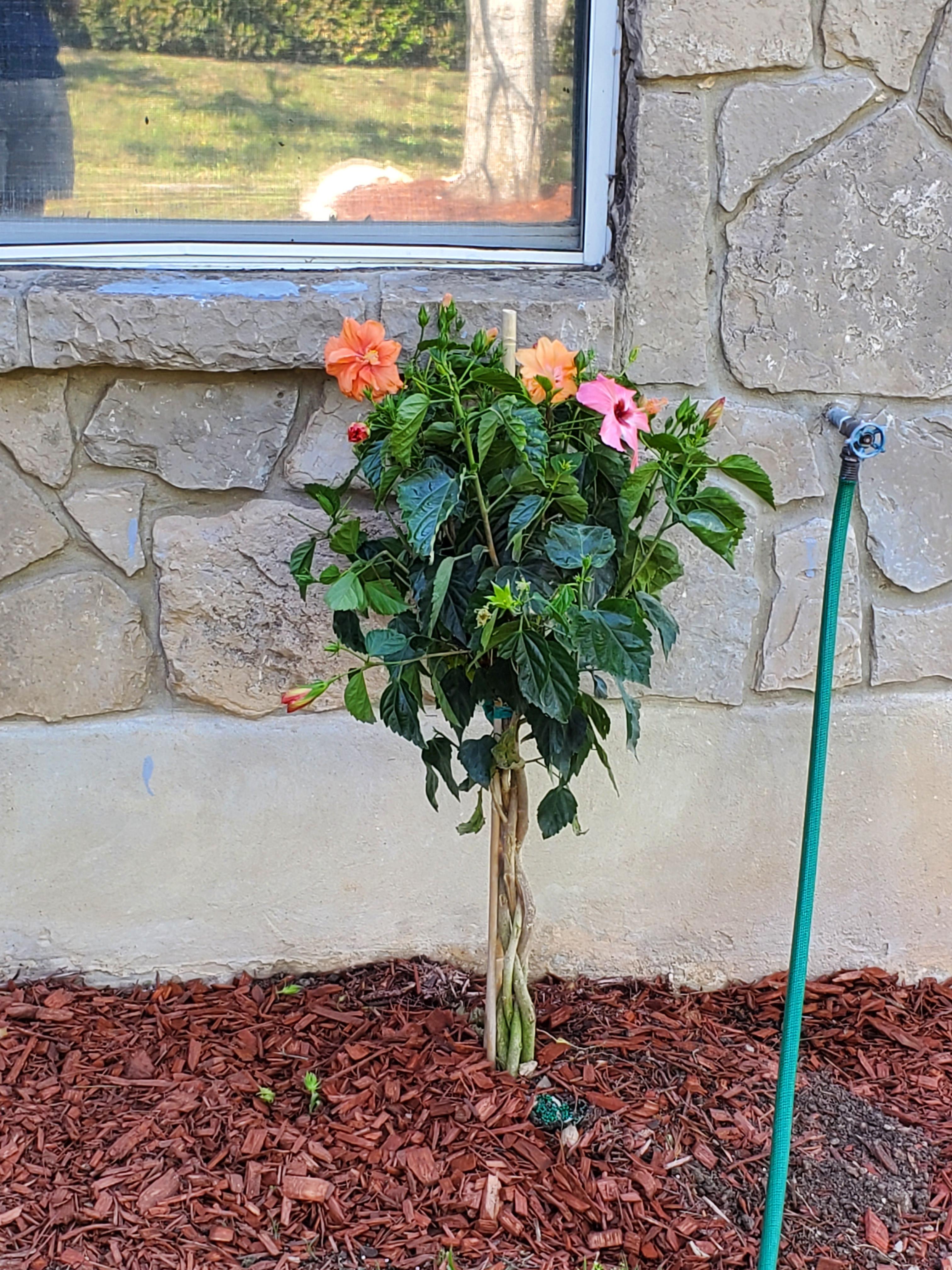 Amazon.com : Braided Hibiscus Tree - Mixed (3 to 4 Flower Colors ...