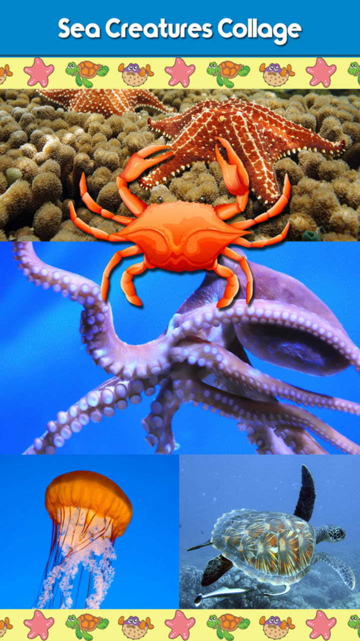 Sea Creatures Collage - App on Amazon Appstore