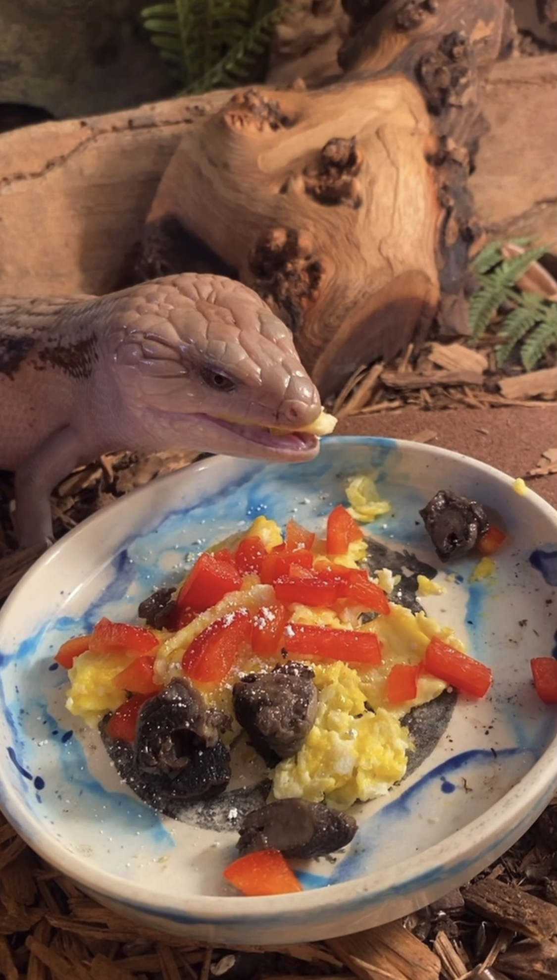 Lyssa's Lizards's Amazon Page