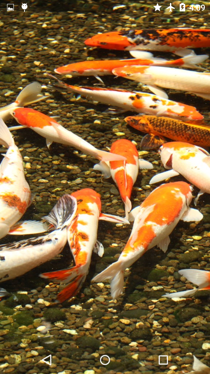 Koi Puzzle and Live Wallpaper - App on Amazon Appstore