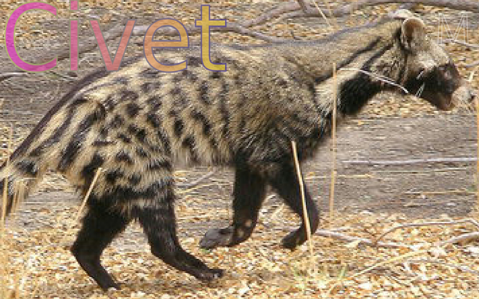 Wild Animals: app su Amazon Appstore